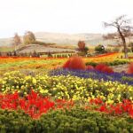 Hokkaido Day Tour Farm Tomita, Blue Pond, Blue Pond and Buffet - Who Should Consider This Tour?