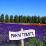 Hokkaido Farm Tomita Shikisai Hill Waterfall& Blue Pond Day Tour - Price and Overall Value