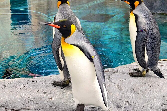 Hokkaido Scenic Day Tour: Zoo, Blue Pond, Iconic Trees & Terrace - Exploring the Itinerary in Detail