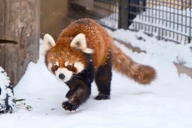 Hokkaido Secret Discovery Tour Depart from Sapporo - In-Depth Look at the Hokkaido Secret Discovery Tour