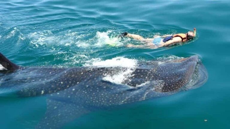 Holbox Island: Swim with Whale Sharks, All-Inclusive - Why This Experience Stands Out