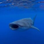 Holbox: Search and swim tour with the world's biggest fish. - Practical Considerations