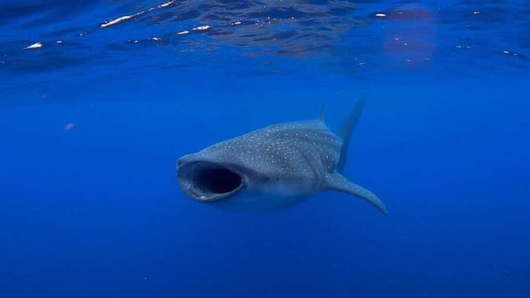 Holbox: Search and swim tour with the world's biggest fish. - Practical Considerations