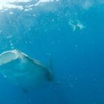 Holbox: Search and Swim with Whale Sharks ! All Inclusive. - Who Is This Tour Best For?