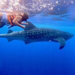 Holbox: Whale Shark and Catoche Island Tour with Snorkeling - Transportation & Logistics