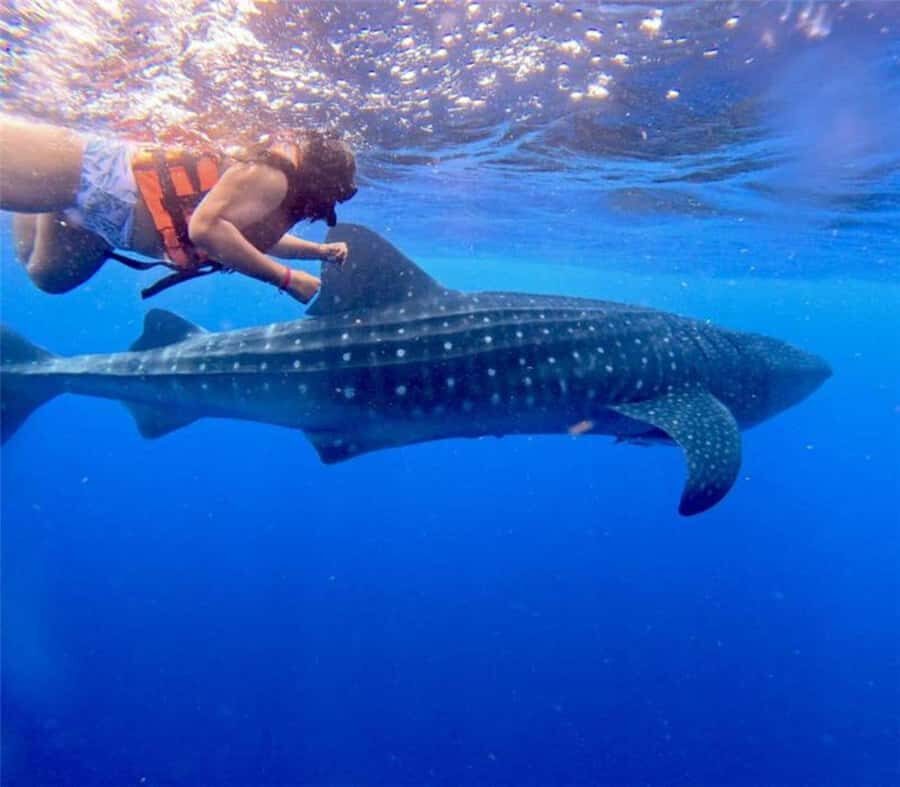 Holbox: Whale Shark and Catoche Island Tour with Snorkeling - Transportation & Logistics