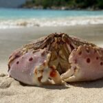 Honeymoon Beach Eco Hike and Snorkel - Authentic Experiences and Real Reviews