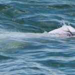 Hong Kong: Lantau Island Tour Cable Car & Village Lunch - Exploring Tai O: A Fisherman’s Paradise