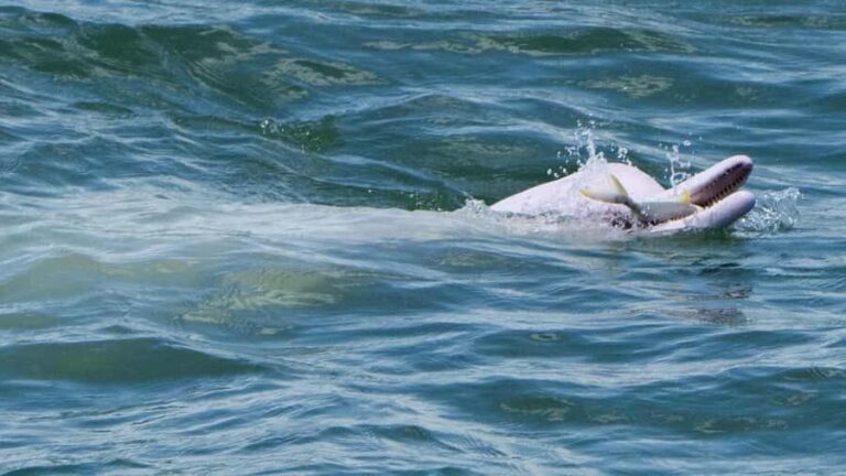 Hong Kong: Lantau Island Tour Cable Car & Village Lunch - Exploring Tai O: A Fisherman’s Paradise