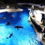 Hong Kong: Ocean Park Entry Ticket + OceanFasTrack Pass - Final Thoughts: Is This Tour Worth It?