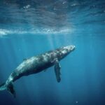 Honolulu: Small-Group Whale Watching Raft Adventure - An Authentic and Thrilling Marine Adventure