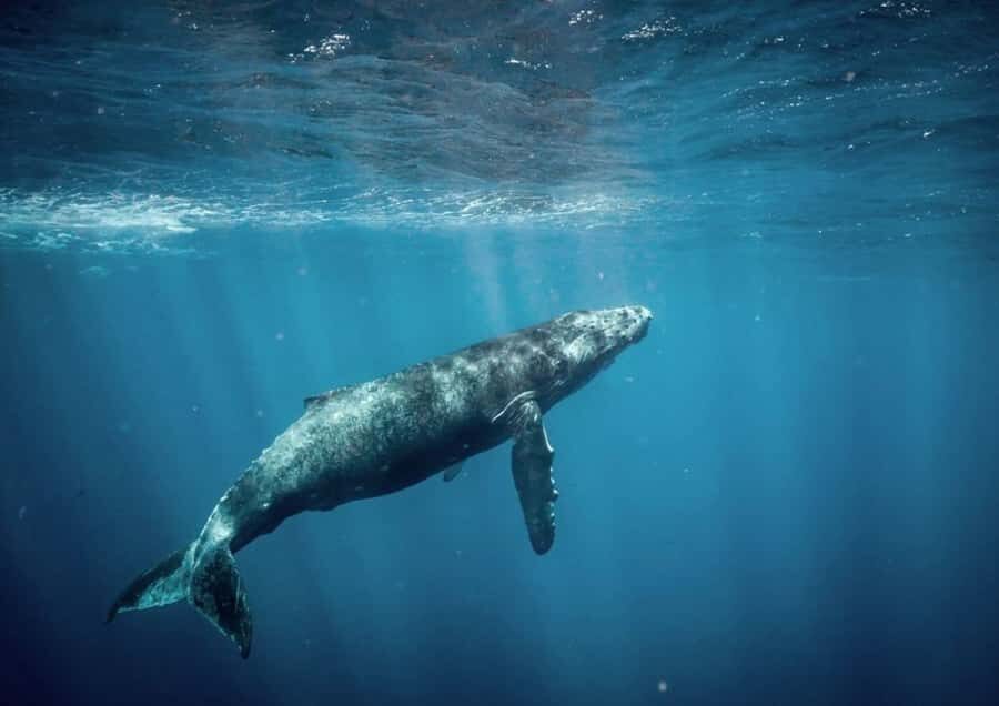 Honolulu: Small-Group Whale Watching Raft Adventure - An Authentic and Thrilling Marine Adventure