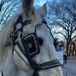 Horse Carriage Tour Through Central Park, NYC SINCE 1903 - Who Will Love This Tour?