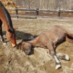 Horse Riding - Who Should Consider This Tour?