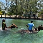 Horseback Ride and Swim Guided Tour from Montego Bay - Transportation, Duration, and Practical Details
