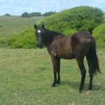Horseback Riding Adventure Tour in St. Lucia - Who Will Love This Experience?
