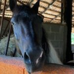 Horseback Riding and Taíno Cave Exploration - A Thorough Breakdown of the Itinerary