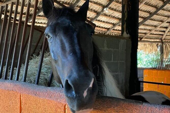 Horseback Riding and Taíno Cave Exploration - A Thorough Breakdown of the Itinerary