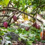 Horseback riding in Punta Cana - Practical Aspects: Transportation, Timing, and Group Size
