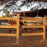 Horseback Riding Wariruri Beach Tour in Aruba - Who Will Love This Tour?