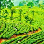 Horton Plains Tea Factory and Nuwara Eliya Day Tour - The Sum Up: Who This Tour Is Best For