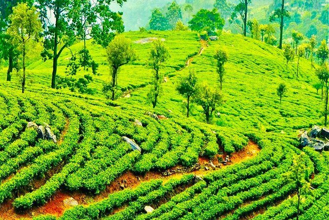 Horton Plains Tea Factory and Nuwara Eliya Day Tour - The Sum Up: Who This Tour Is Best For