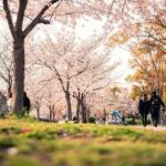 Hot Spring Bath / Onsen and Sakura / Cherry Blossom Viewing - The Practicalities