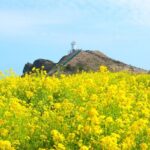 (Hotel PickUp) Jeju EAST Canola Flower Festival Tour with UNESCO - Analyzing the Value and Practicalities