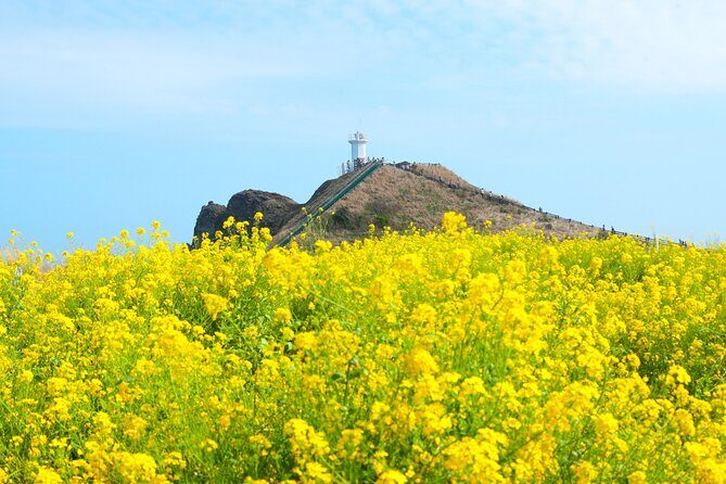 (Hotel PickUp) Jeju EAST Canola Flower Festival Tour with UNESCO - Analyzing the Value and Practicalities