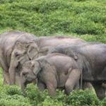 Hua Hin: Kui Buri Wild Elephant Watching Tour - What to Expect at the Park