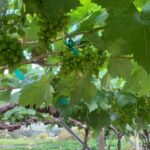 Hua Hin: Monsoon Valley Wine Tasting & Temple Tour - Who This Tour Suits Best