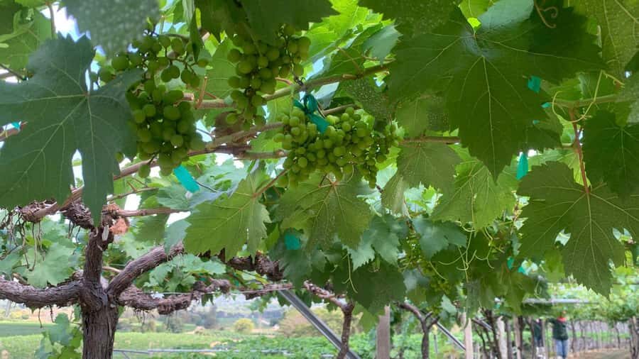 Hua Hin: Monsoon Valley Wine Tasting & Temple Tour - Who This Tour Suits Best