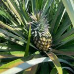 Hua Hin: Phraya Nakhon Cave Tour - Who Will Love This Tour?