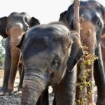 Hua Hin: Wildlife Friends Foundation Thailand Full-Day Visit - Why This Tour Matters