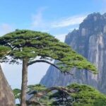 Huangshan Day Tour - The Scenic Highlights: What the Itinerary Offers