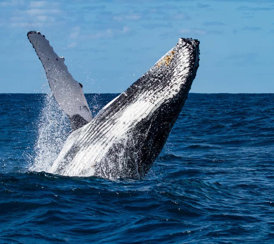 Huatulco: Marine mammal sighting and snorkeling - What Are the Highlights?