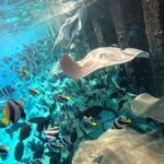 Hulhumale: Sunset Cruise with Snorkeling and Dolphins - The Experience: What You Can Expect