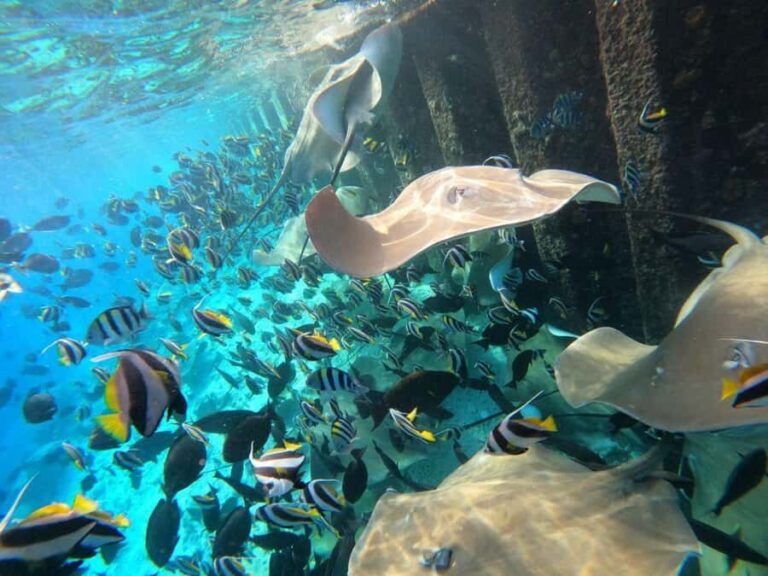 Hulhumale: Sunset Cruise with Snorkeling and Dolphins - The Experience: What You Can Expect