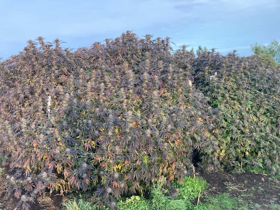 Humboldt County: Cannabis Farm Tour with Dispensary Visit - Who Should Consider This Tour?