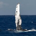 Humpback Whale Watch Tour - The Itinerary in Detail