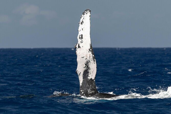 Humpback Whale Watch Tour - The Itinerary in Detail