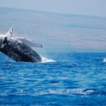 Humpback Whales Excursion in Samana - Should You Book This Tour?