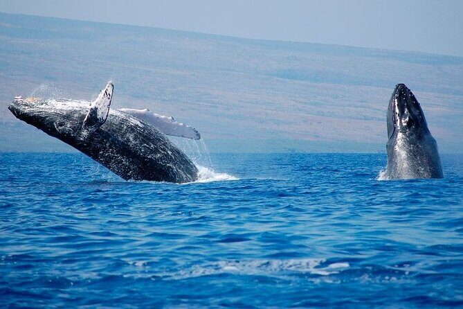 Humpback Whales Excursion in Samana - Should You Book This Tour?