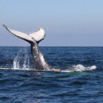 Humpback whales Watching + Samana Eco-Tour - What’s Included and What to Expect