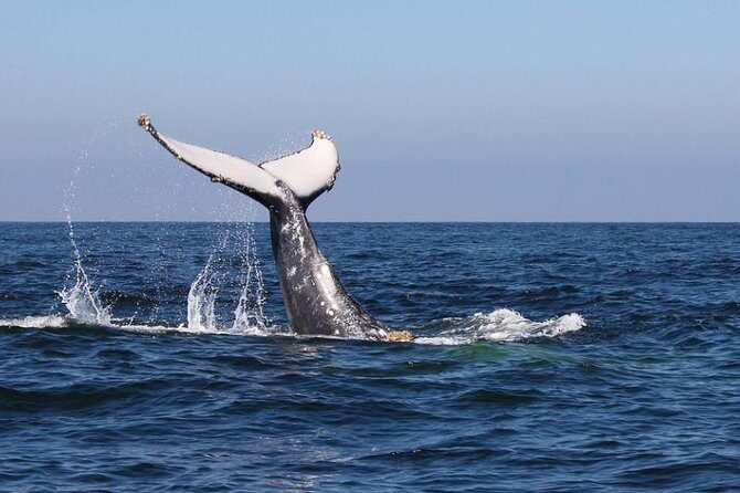 Humpback whales Watching + Samana Eco-Tour - What’s Included and What to Expect