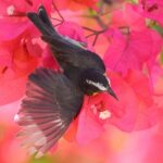 Hunte's Garden and St Nicholas Abbey small group Barbados tour - The Practical Side: What to Expect