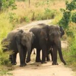 Hurulu Eco Park Jeep Safari & Entrance Ticket Included - What You Can Expect During the Safari