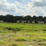 Hurulu Eco Park Safari From Sigiriya Eco Jeep Adventure - Who Will Love This Safari?