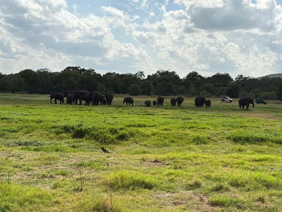 Hurulu Eco Park Safari From Sigiriya Eco Jeep Adventure - Who Will Love This Safari?