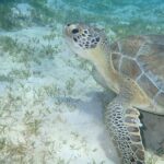 I Like Turtles Private Sailing and Snorkeling from Sapphire - What Makes This Tour Stand Out